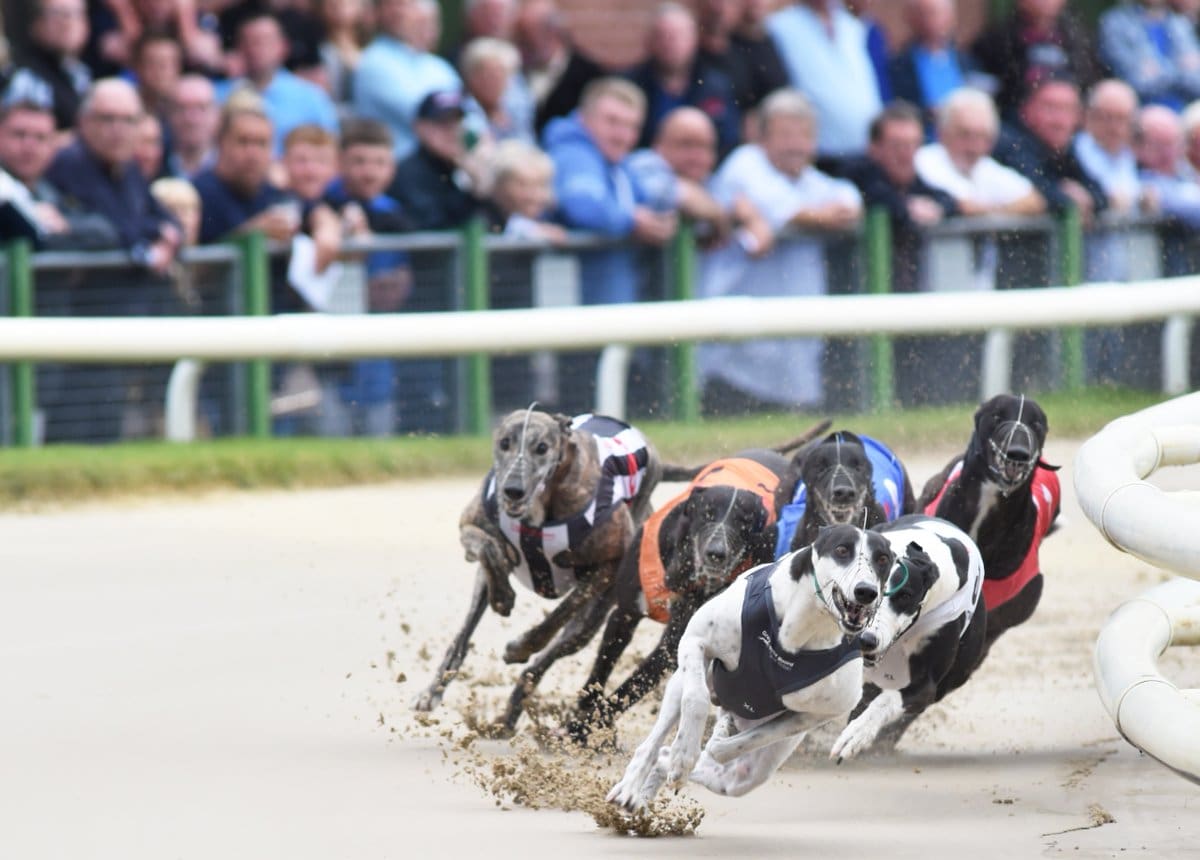 Wednesday's Best Greyhound Bets | GetYourTipsOut