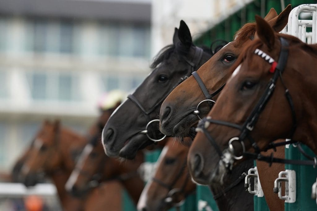 Friday's Best South African Horse Racing Bets | GetYourTipsOut