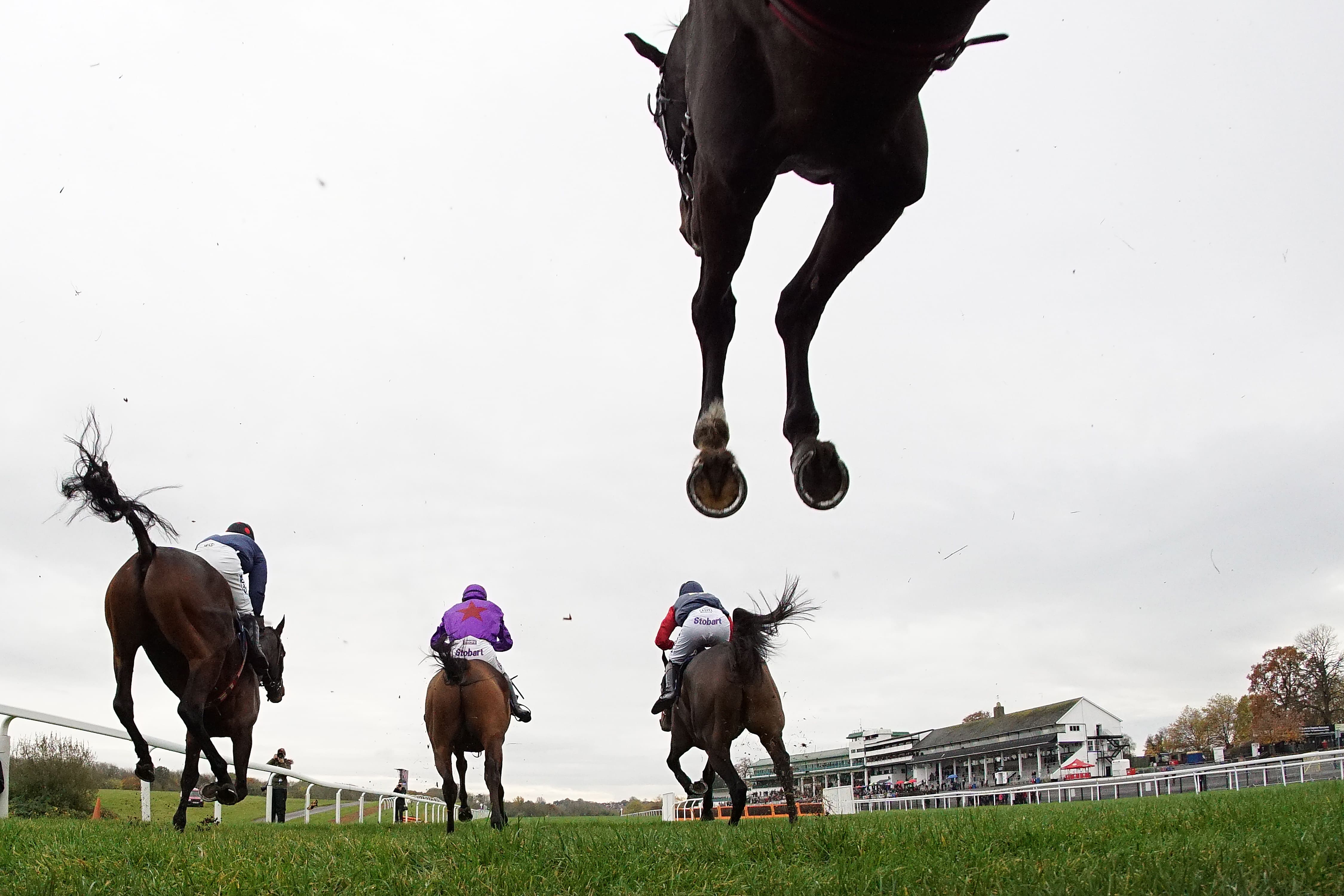 Musselburgh Preview Monday | GetYourTipsOut