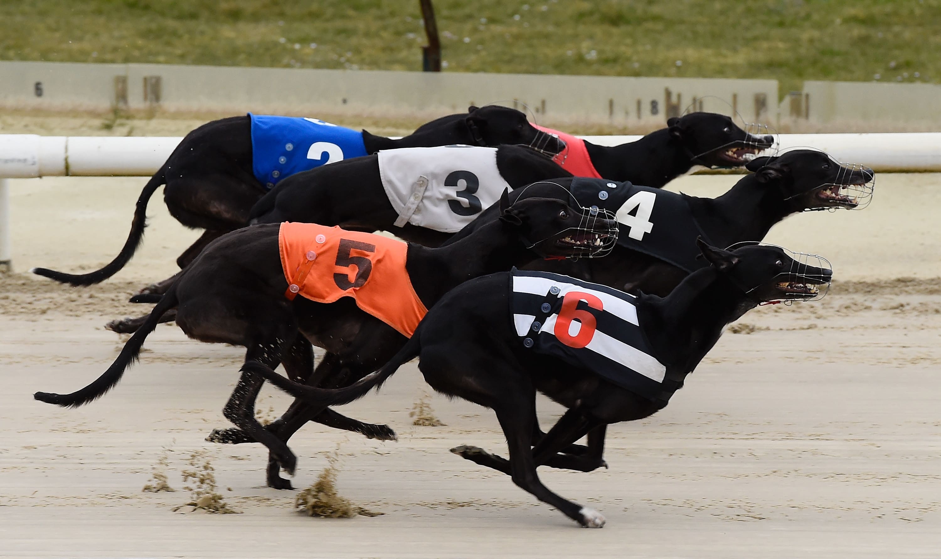 Friday's Best Greyhound Bets | GetYourTipsOut