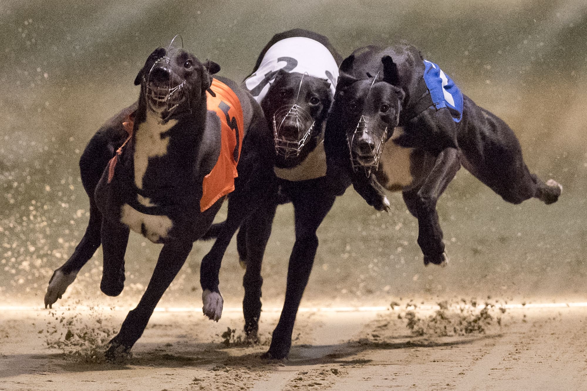Wednesday's Best Greyhound Bets | GetYourTipsOut