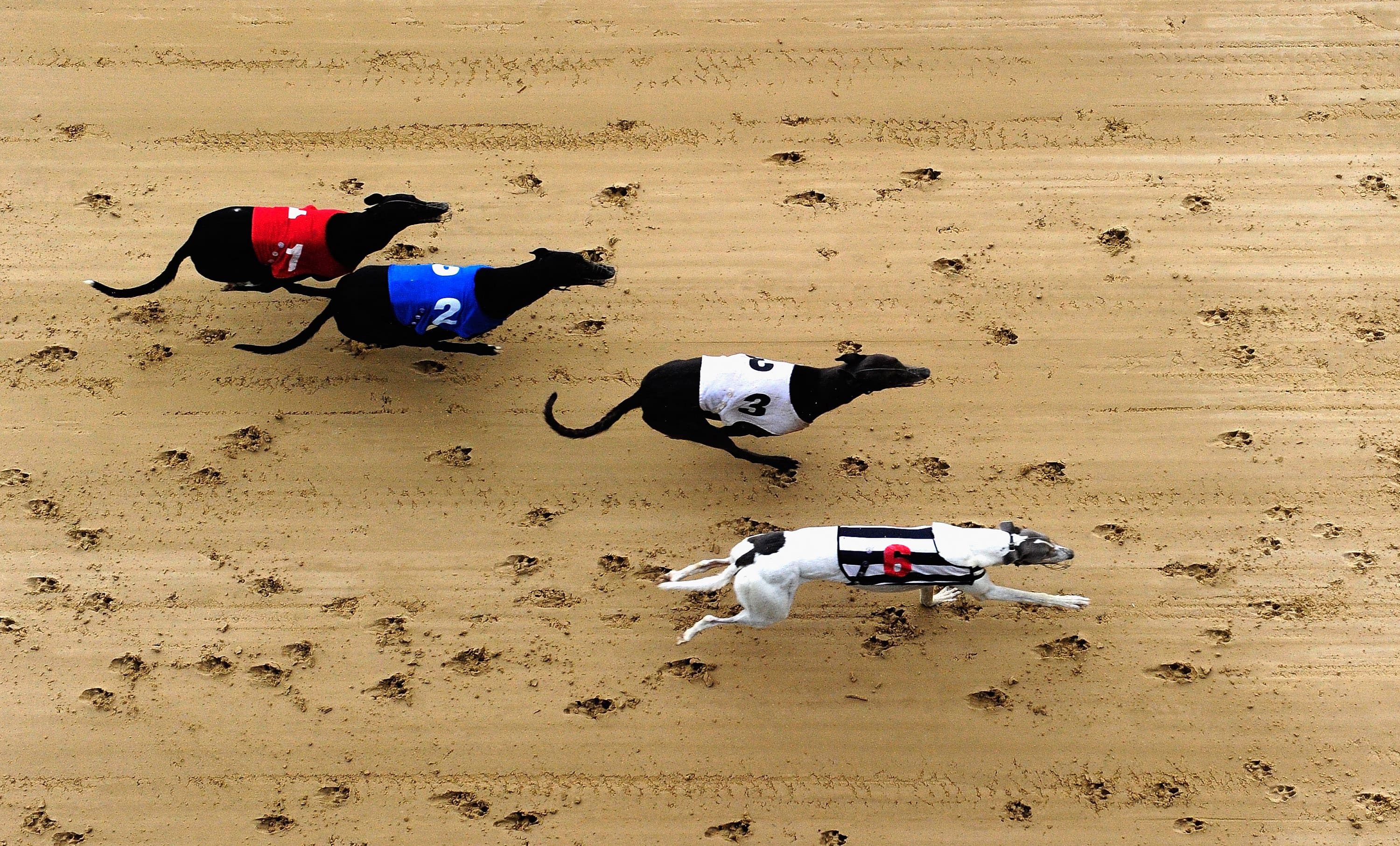 Tuesday's Best Greyhound Bets | GetYourTipsOut
